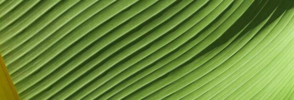 TRE®: Verspannungslösende Übungen nach Dr. David Berceli